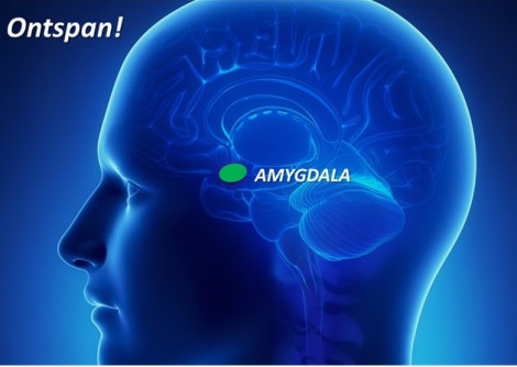 Amygdala hijack